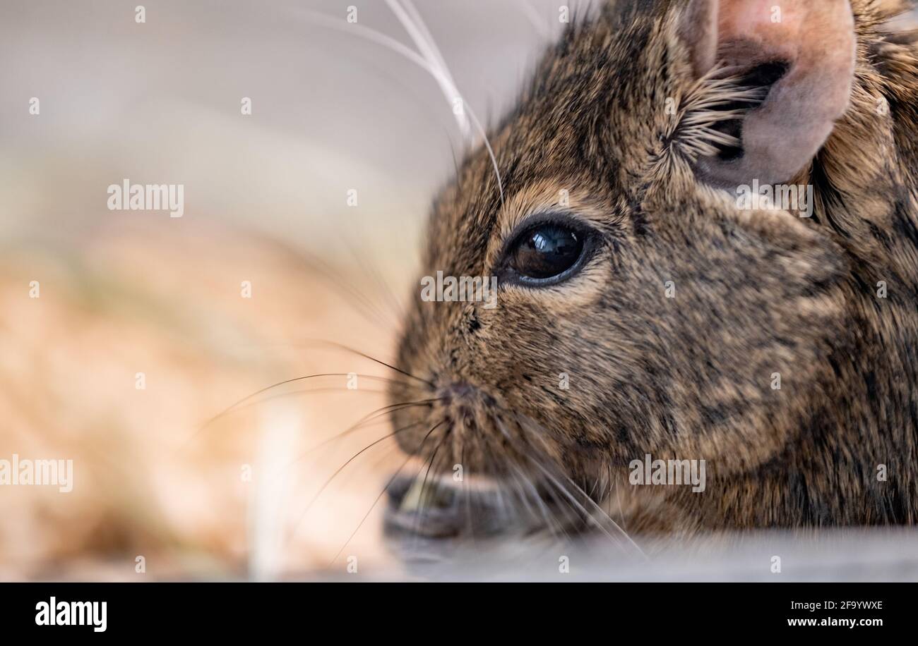 Cute profile of chilean squirrel degu Stock Photo - Alamy