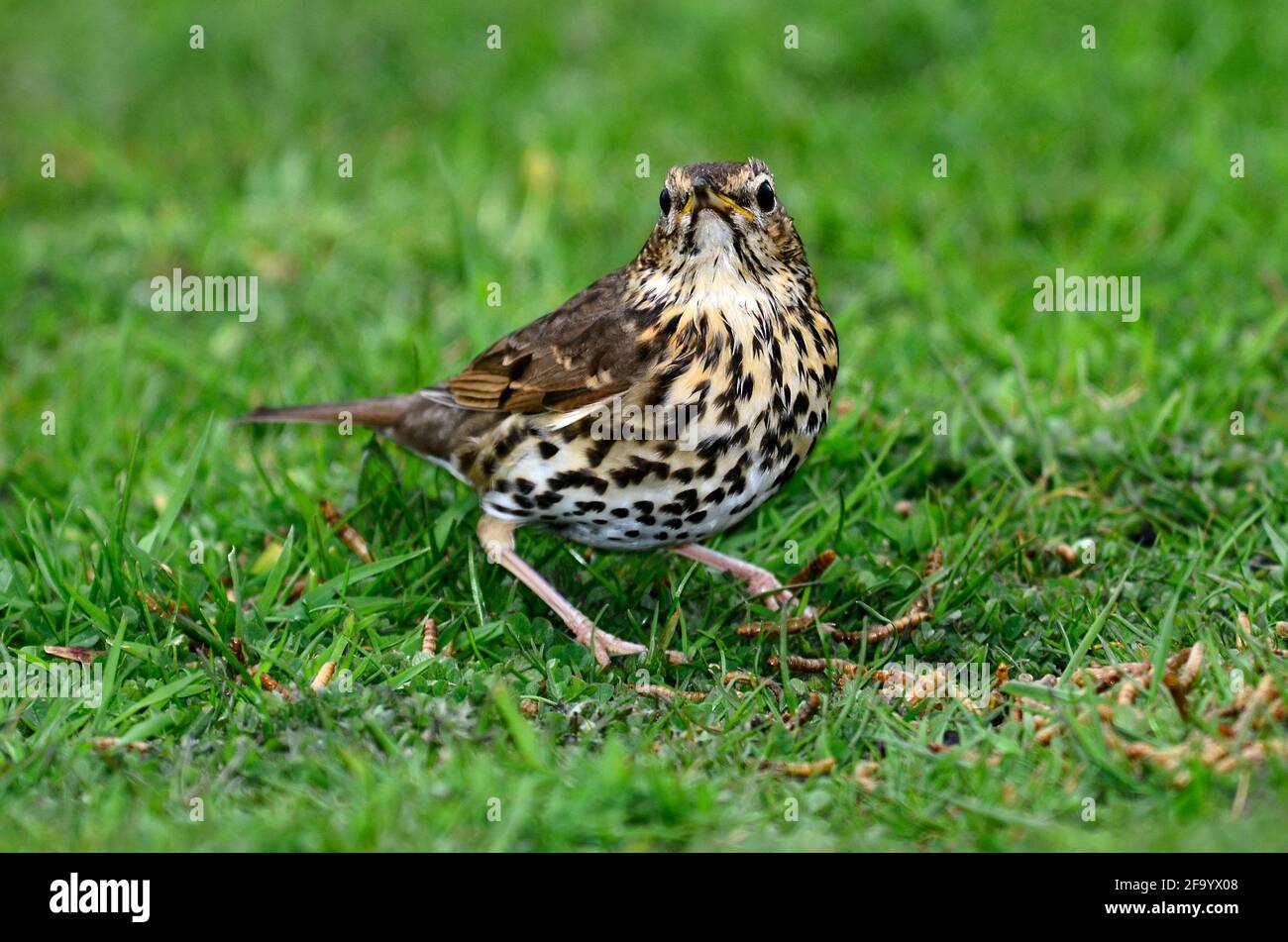 adult song thrush foraging in spring. Dorset, UK Stock Photo - Alamy