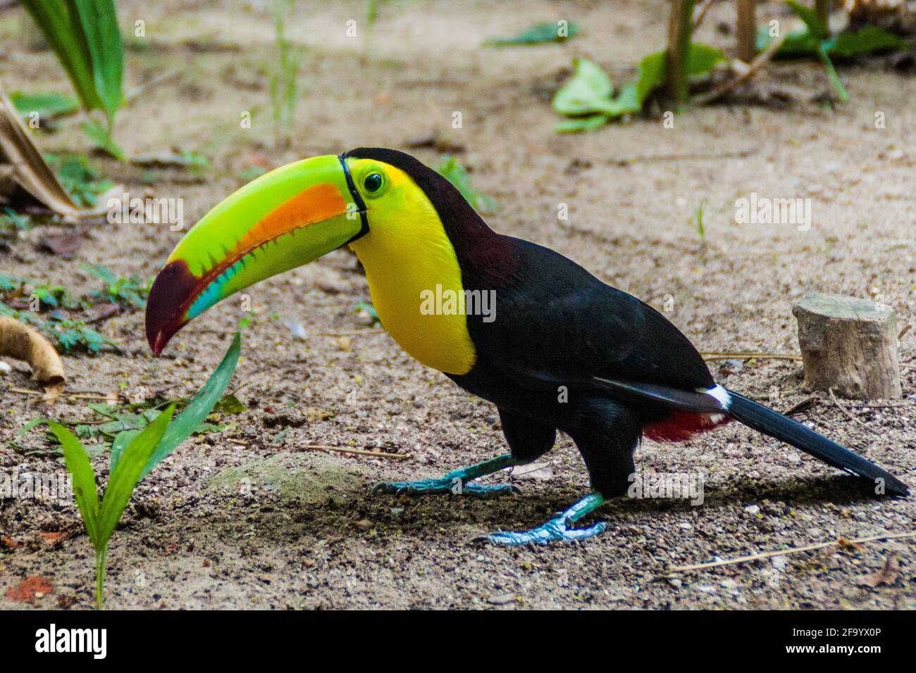 Keel-billed toucan (Ramphastos sulfuratus Stock Photo - Alamy