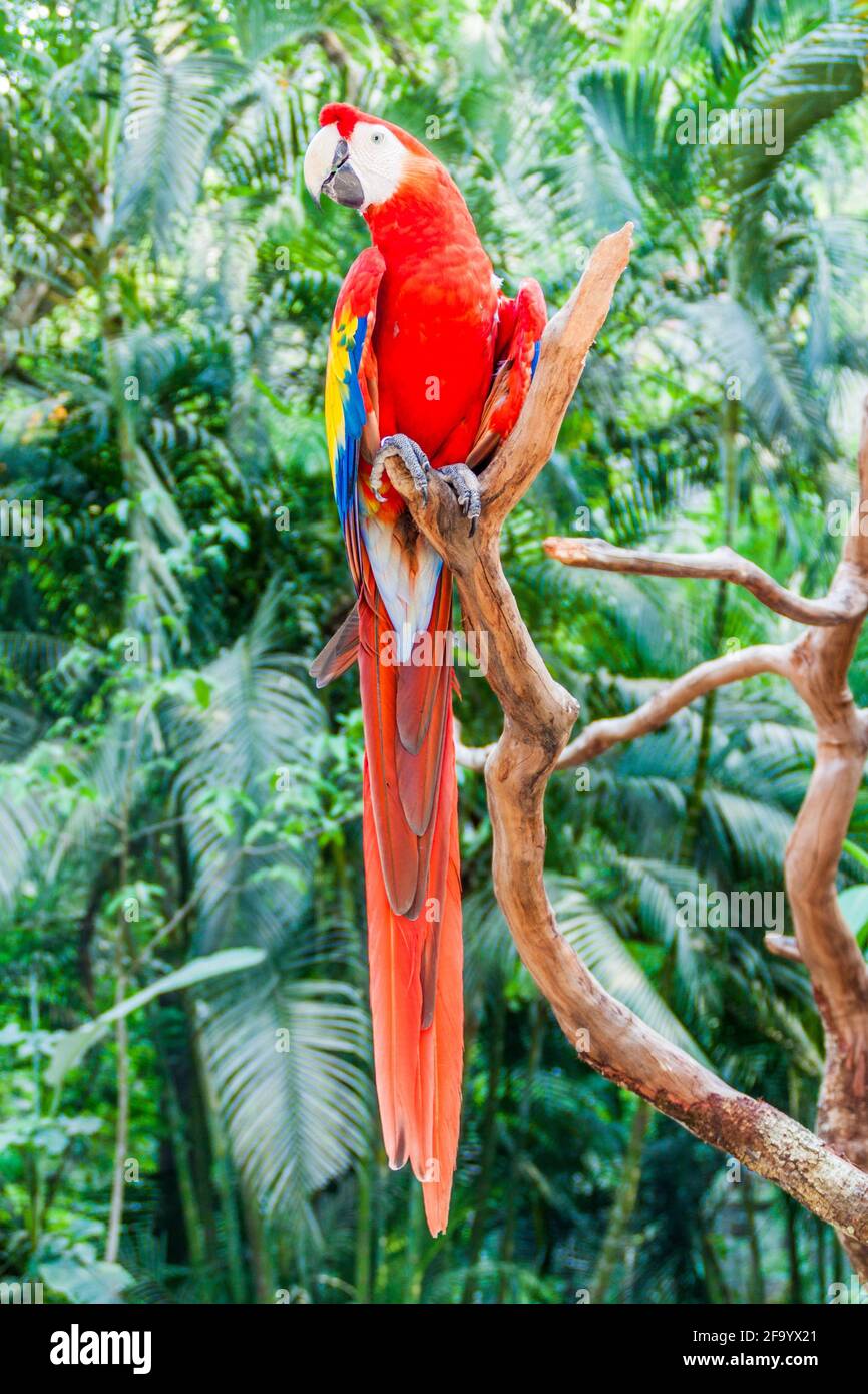 Scarlet macaw Ara macao , national bird of Hinduras, in Copan Ruinas ...