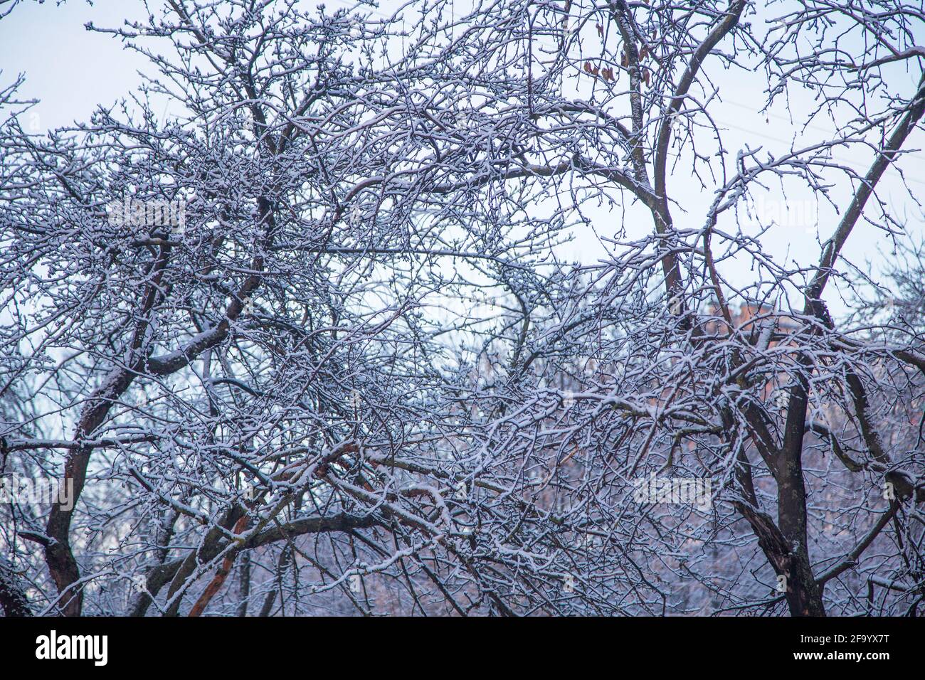 Big park trees at winter. Photo can be used as a whole background Stock ...