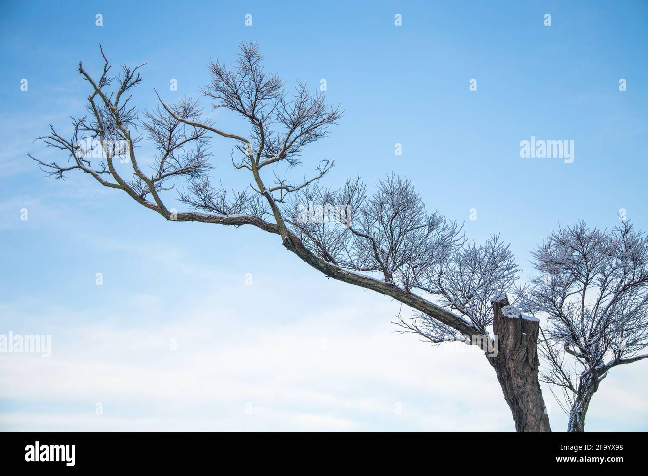 Frosty tree branches in winter. Photo can be used as a whole background ...