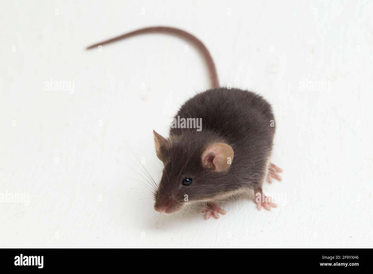 Gray black common house mouse isolated on white background Stock Photo ...