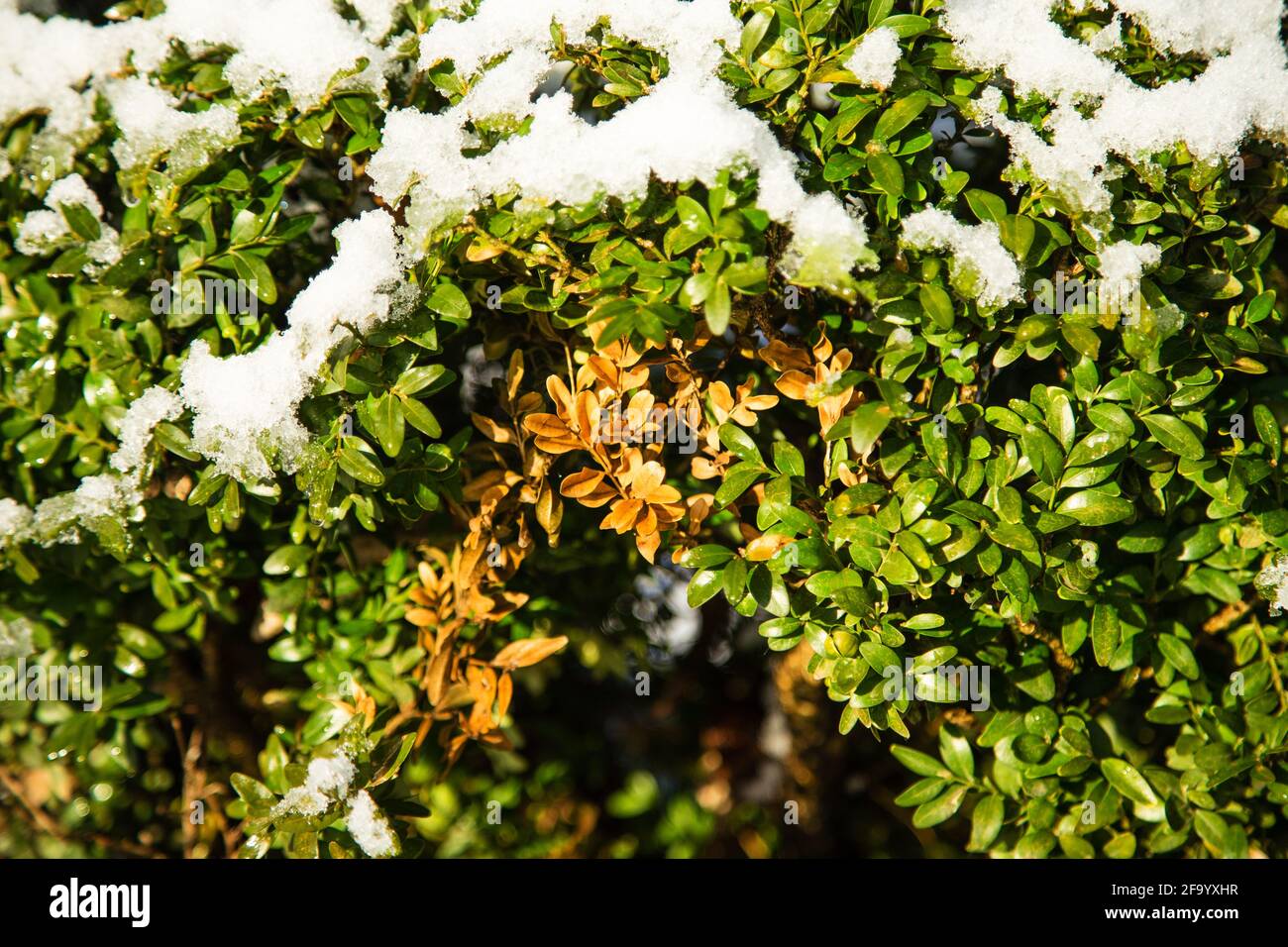 Boxwood tree covered with snow. Selective focus. Winter photo at ...