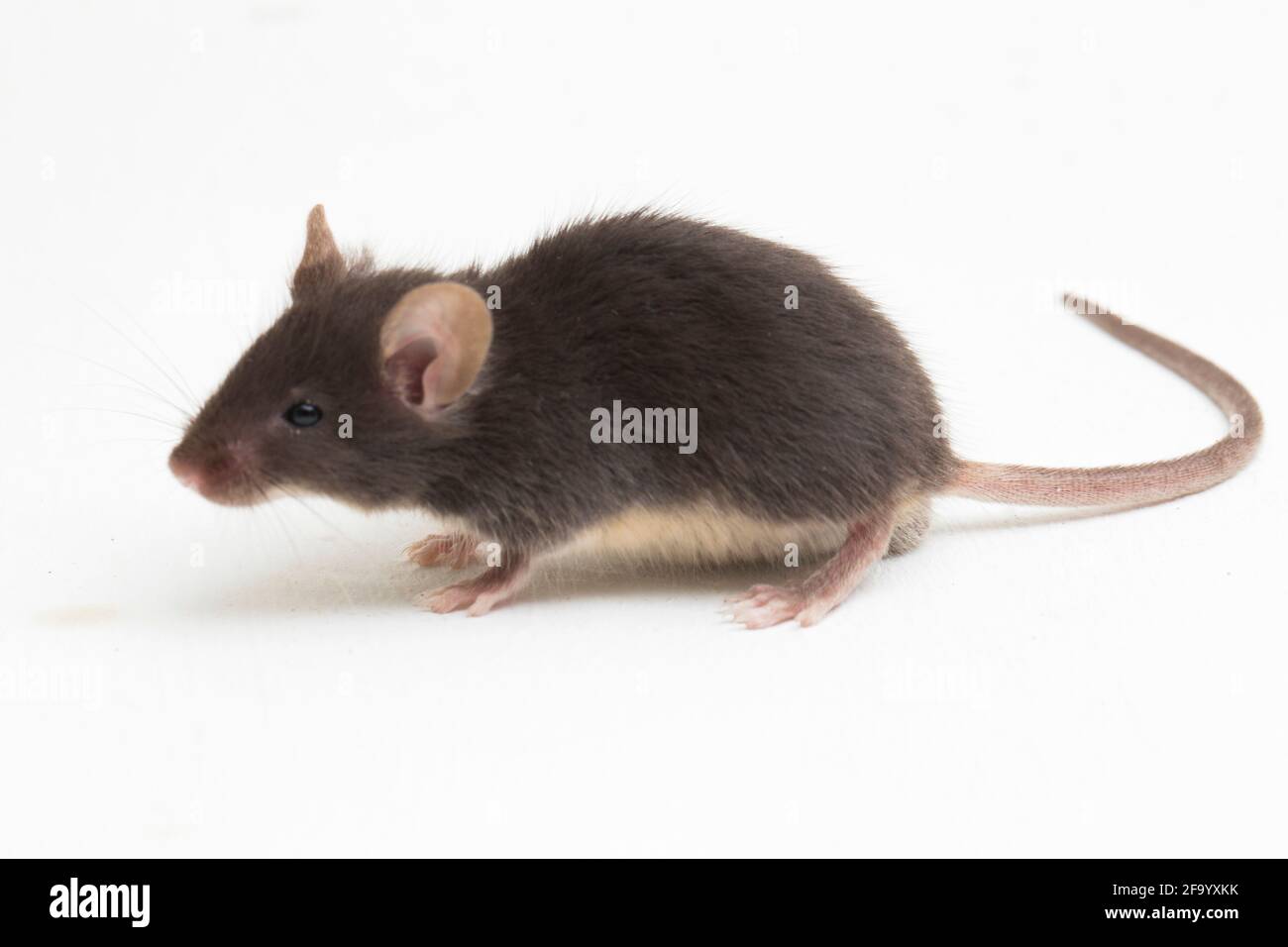 Gray black common house mouse isolated on white background Stock Photo ...