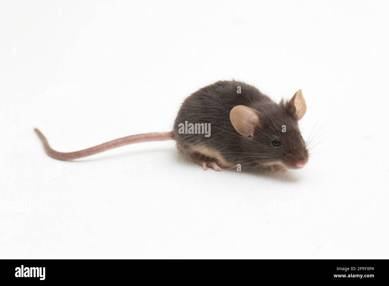 Gray black common house mouse isolated on white background Stock Photo ...