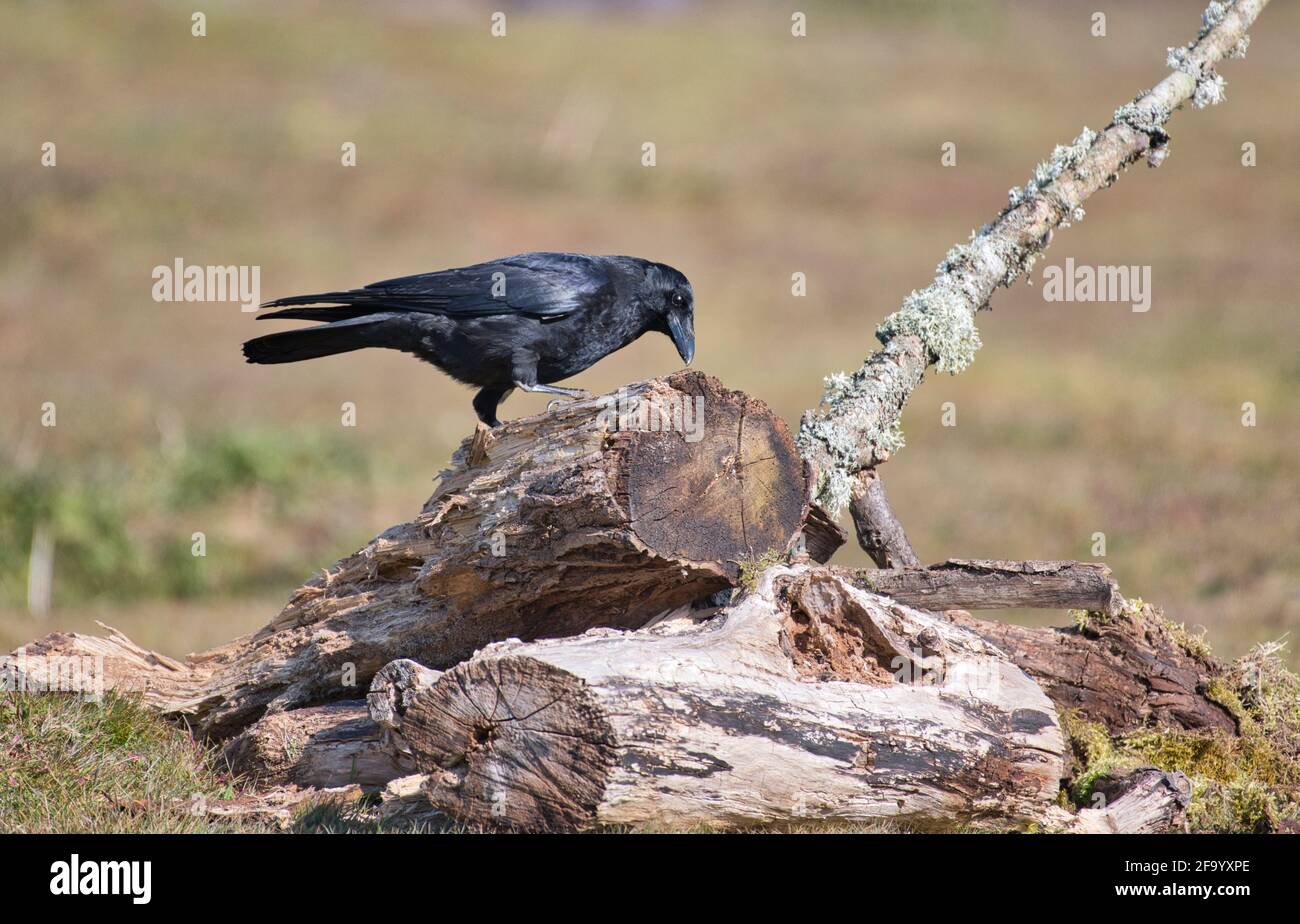 Log pile wildlife hi-res stock photography and images - Alamy