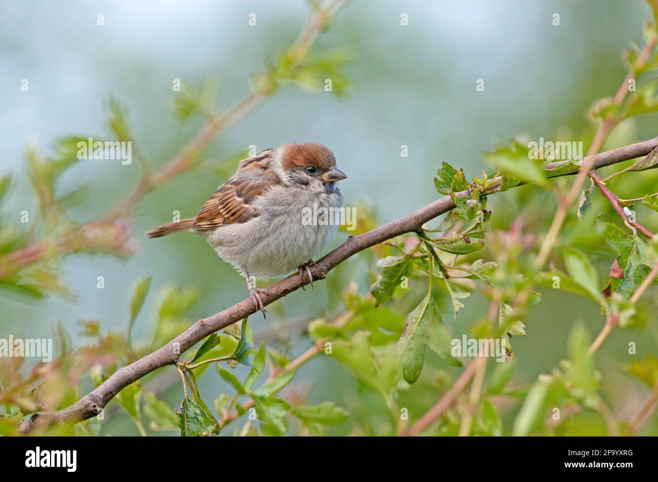 Juvenile tree sparrow hi-res stock photography and images - Alamy