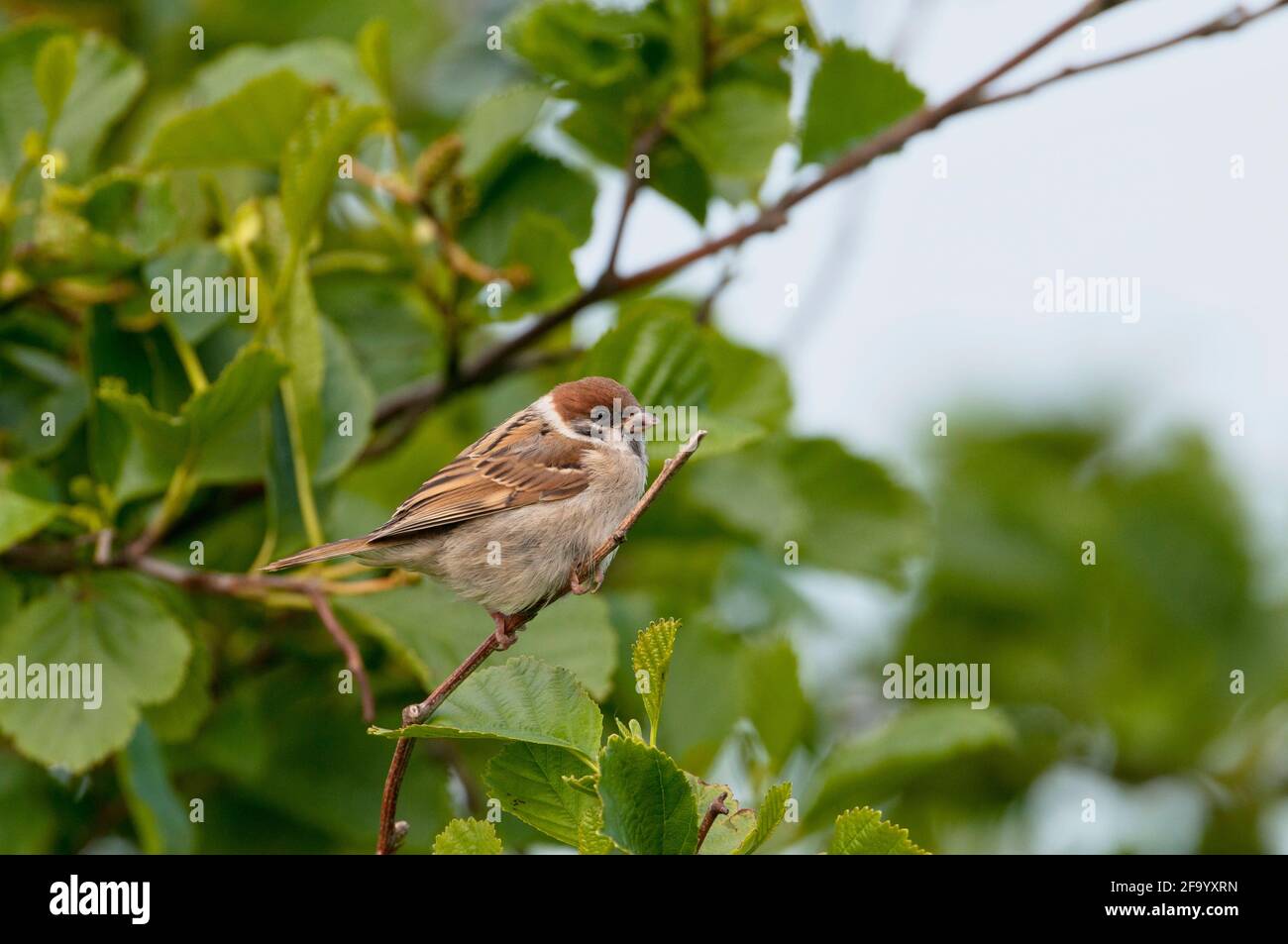 Juvenile tree sparrow hi-res stock photography and images - Alamy