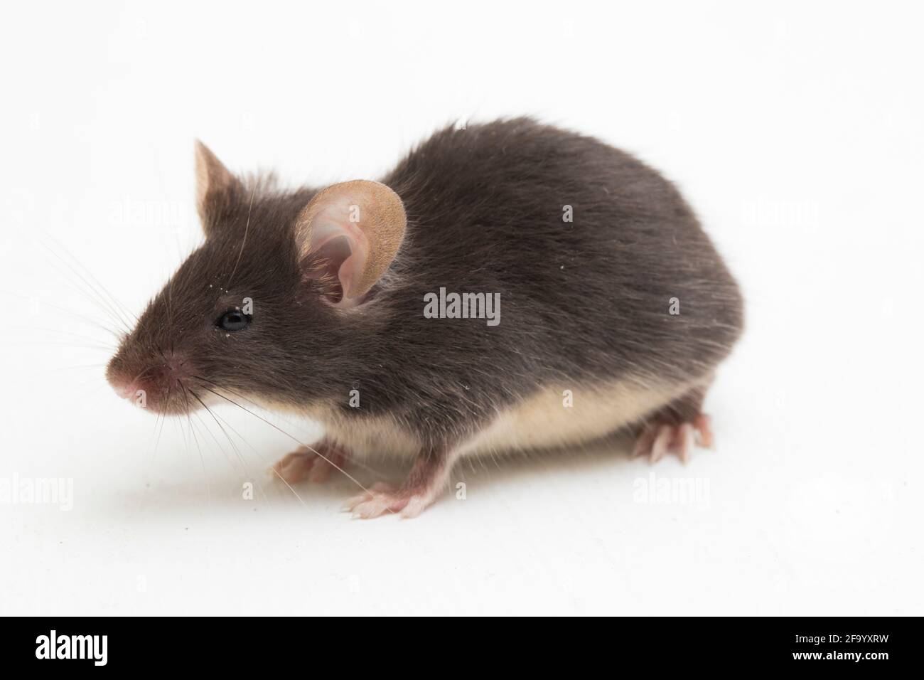 Gray black common house mouse isolated on white background Stock Photo ...