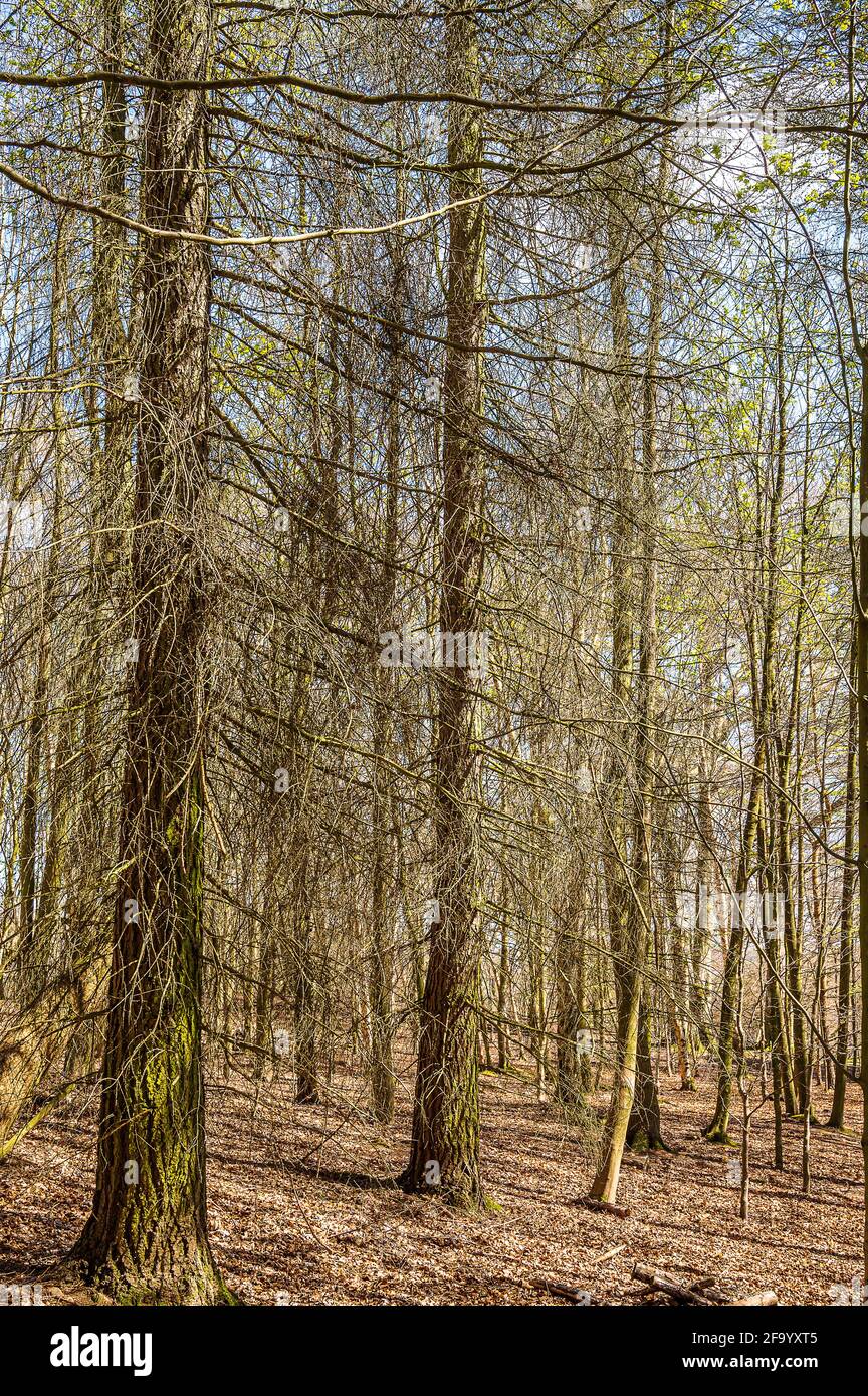 Views on a walk around Talkin Tarn Country Park Stock Photo - Alamy