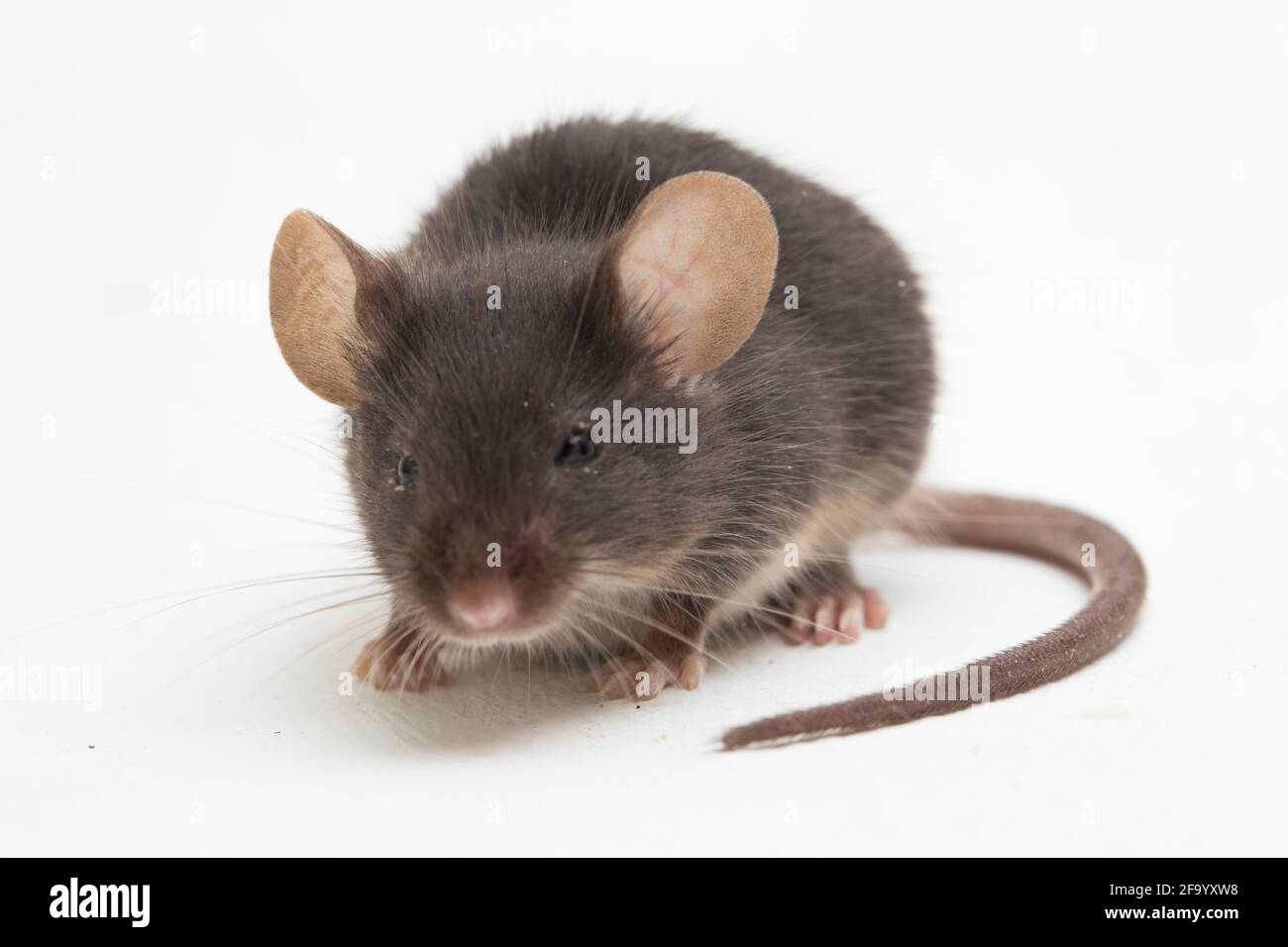 Gray black common house mouse isolated on white background Stock Photo ...
