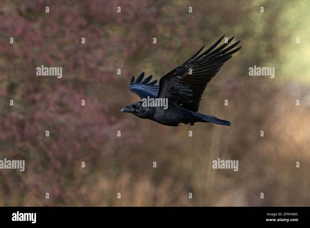 Common raven scandinavia hi-res stock photography and images - Alamy