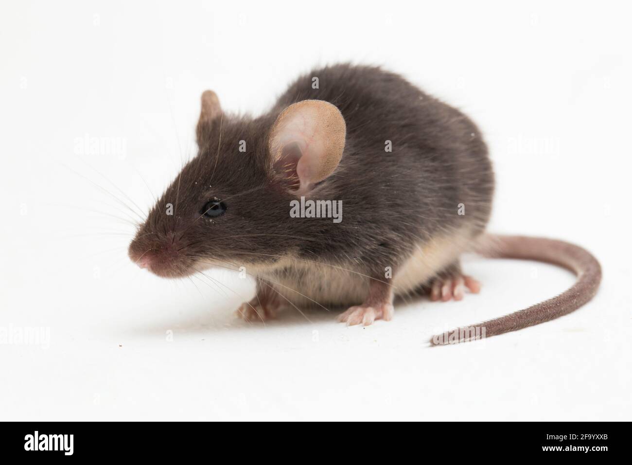 Gray black common house mouse isolated on white background Stock Photo ...