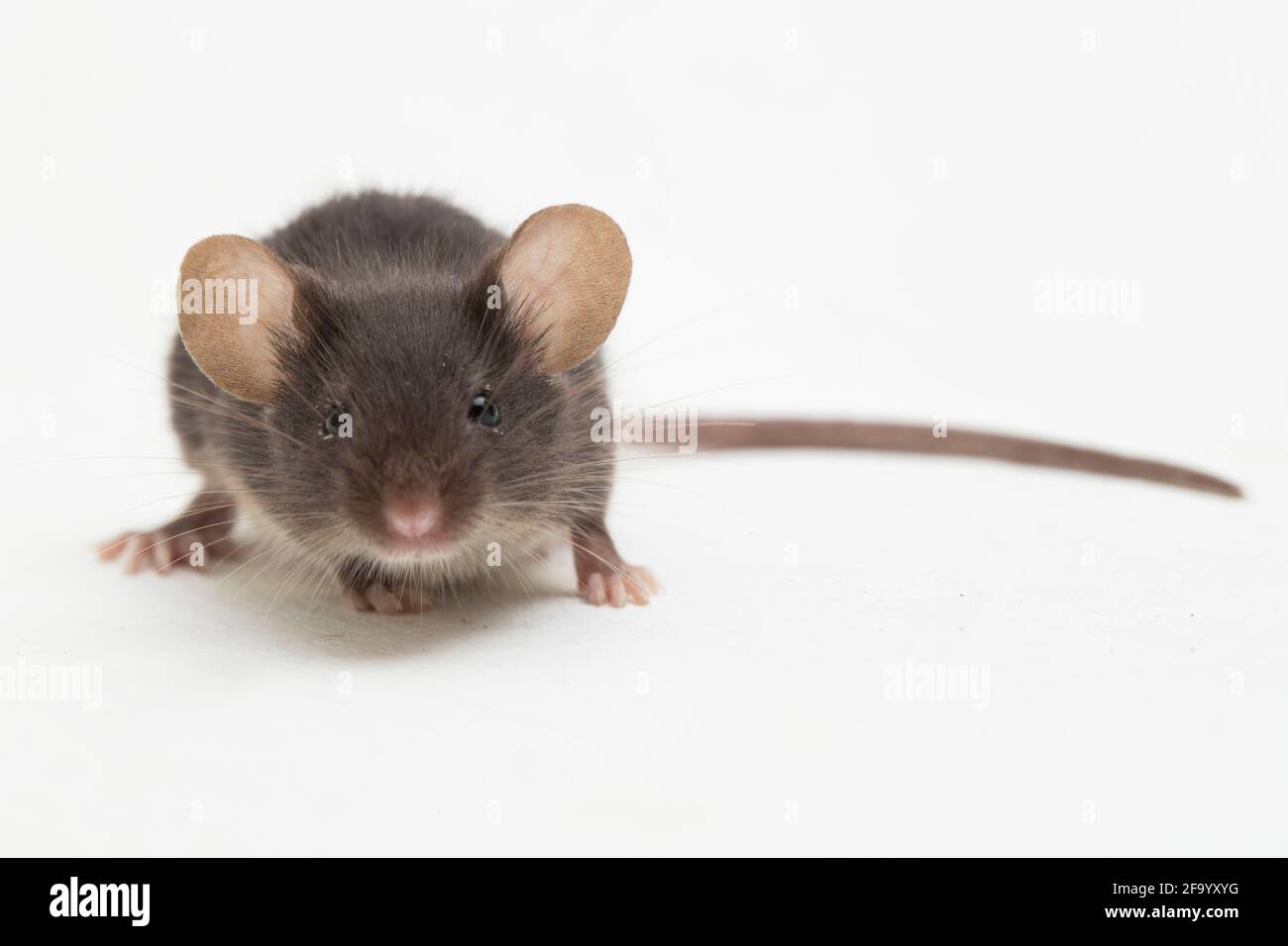 Gray black common house mouse isolated on white background Stock Photo ...