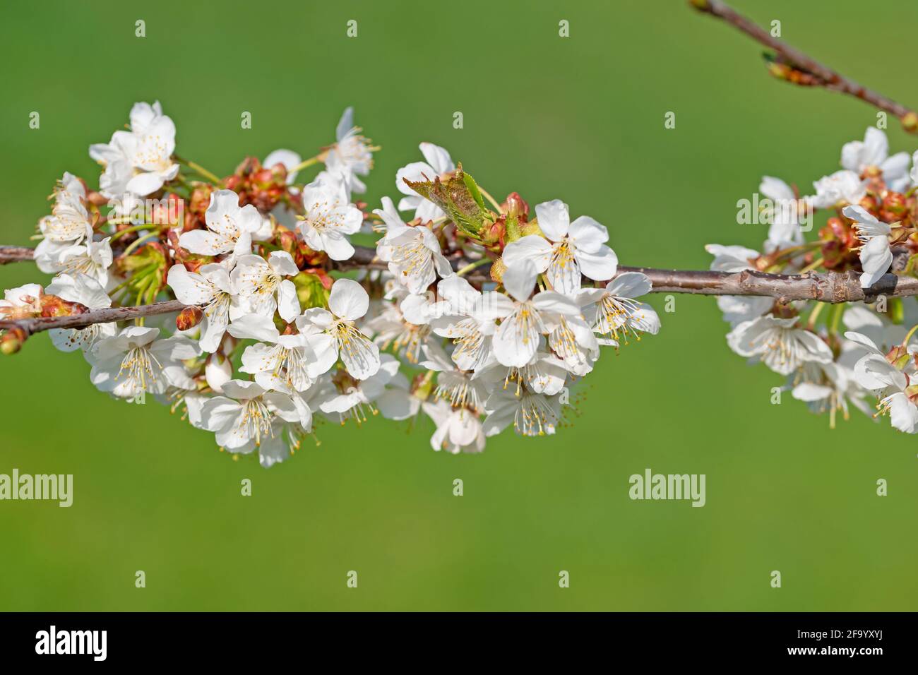 White cherry blossoms bloom hi-res stock photography and images - Alamy