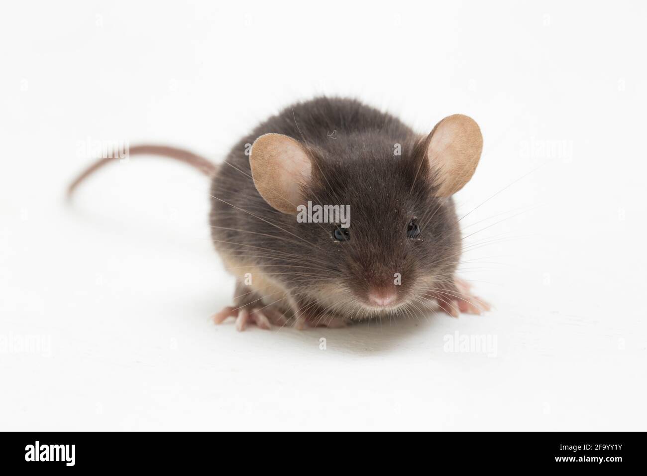 Gray black common house mouse isolated on white background Stock Photo ...