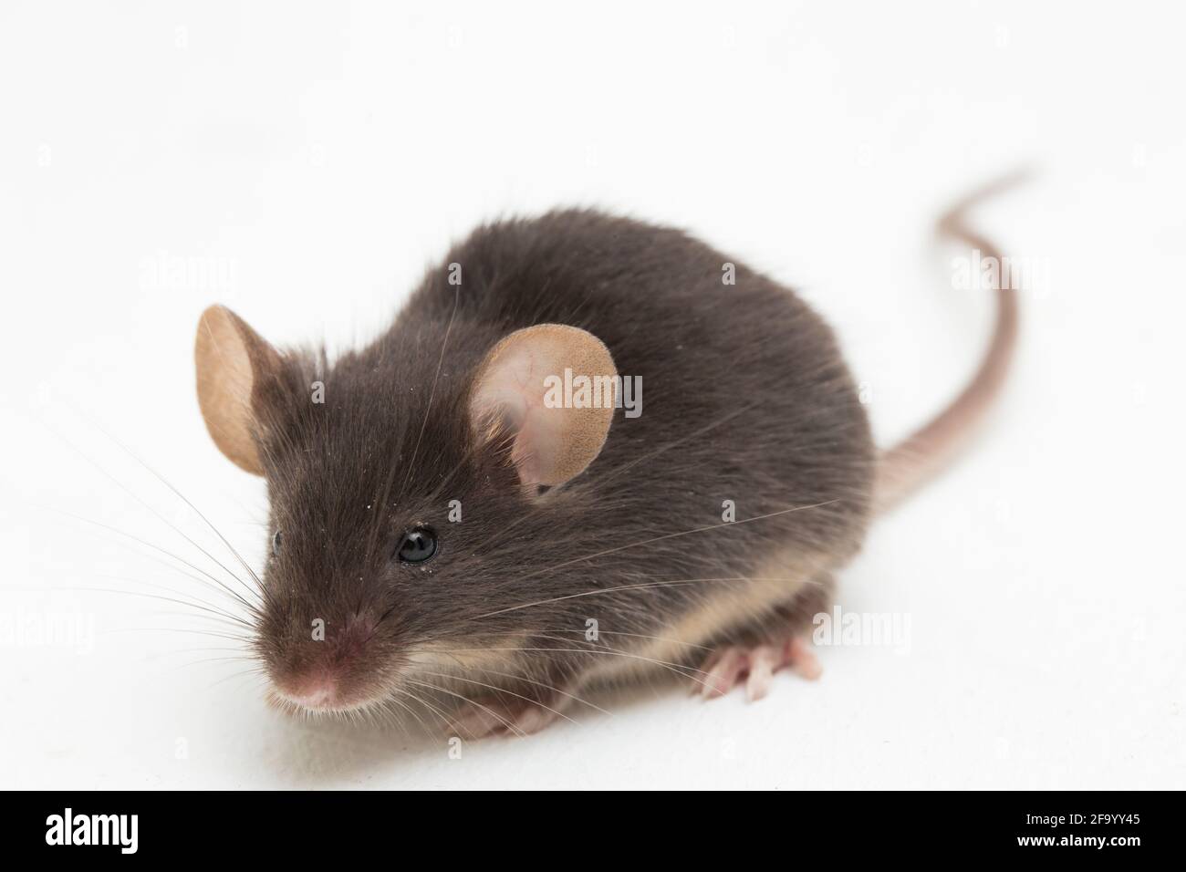 Gray black common house mouse isolated on white background Stock Photo ...