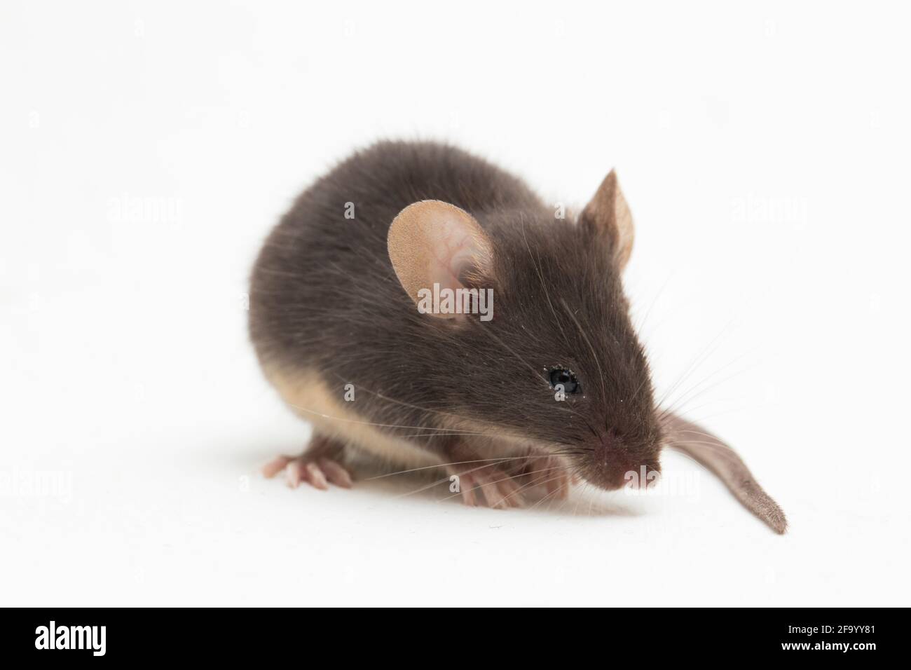Gray black common house mouse isolated on white background Stock Photo ...