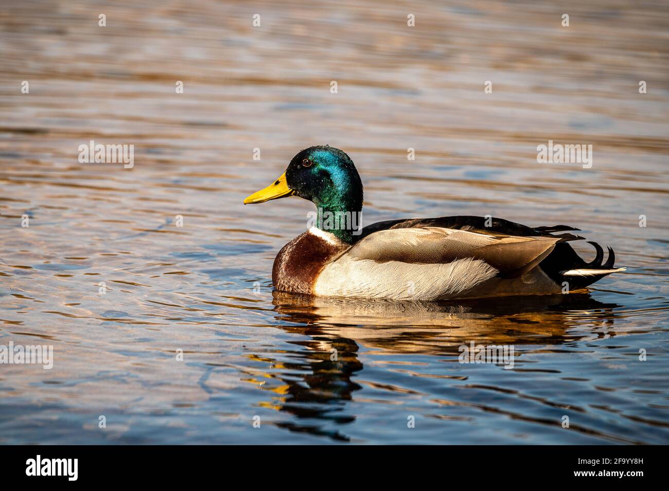 Views on a walk around Talkin Tarn Country Park Stock Photo - Alamy
