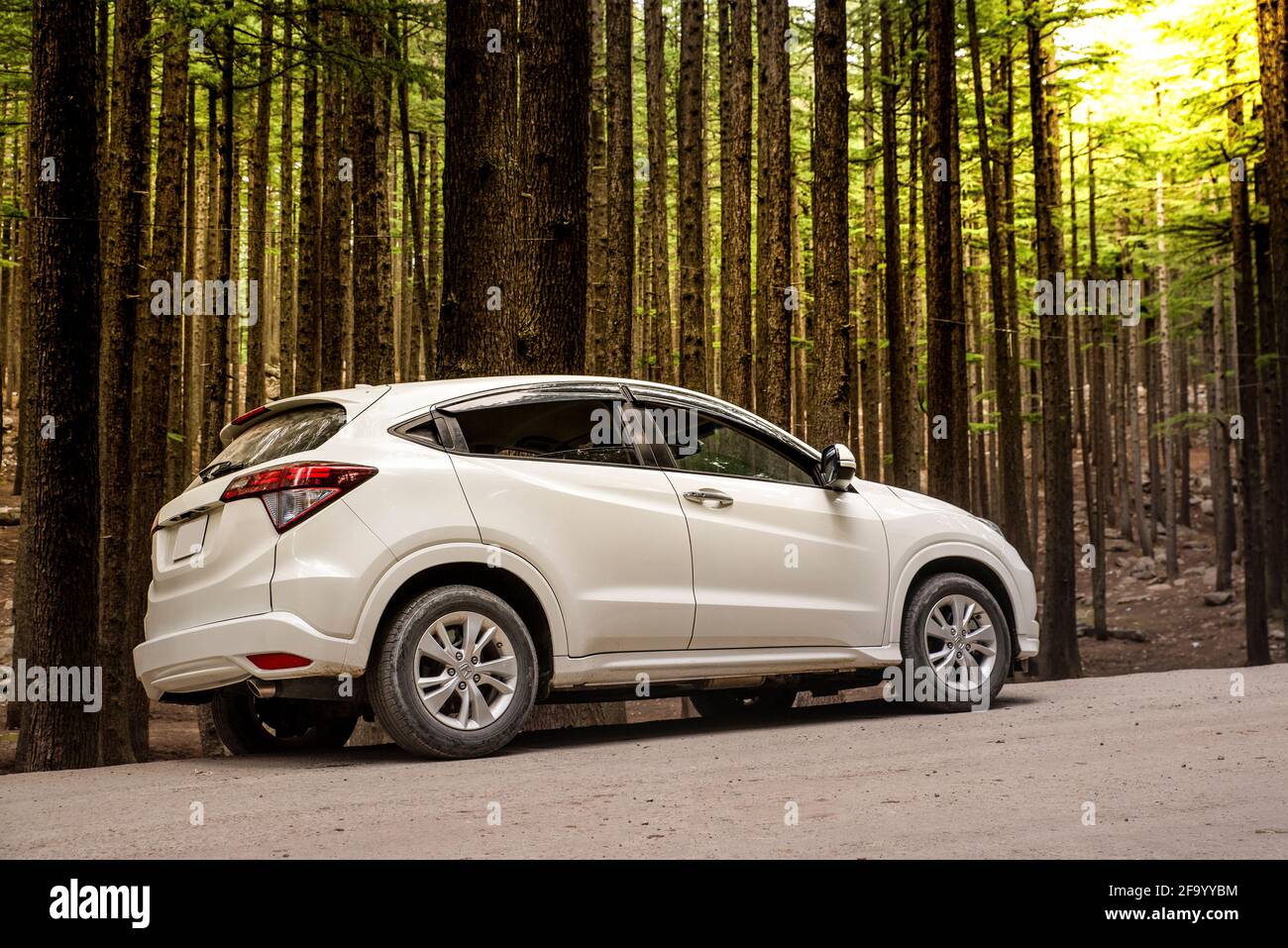 Driving a car through jungle trees with sunshine in background Stock ...