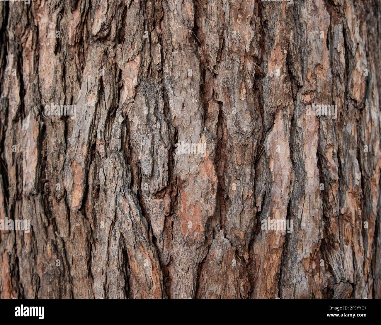 Teak wood surface wide hi-res stock photography and images - Alamy