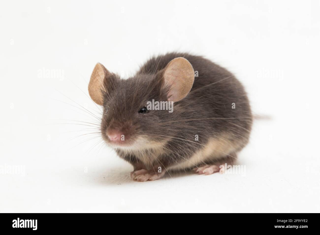 Gray black common house mouse isolated on white background Stock Photo ...