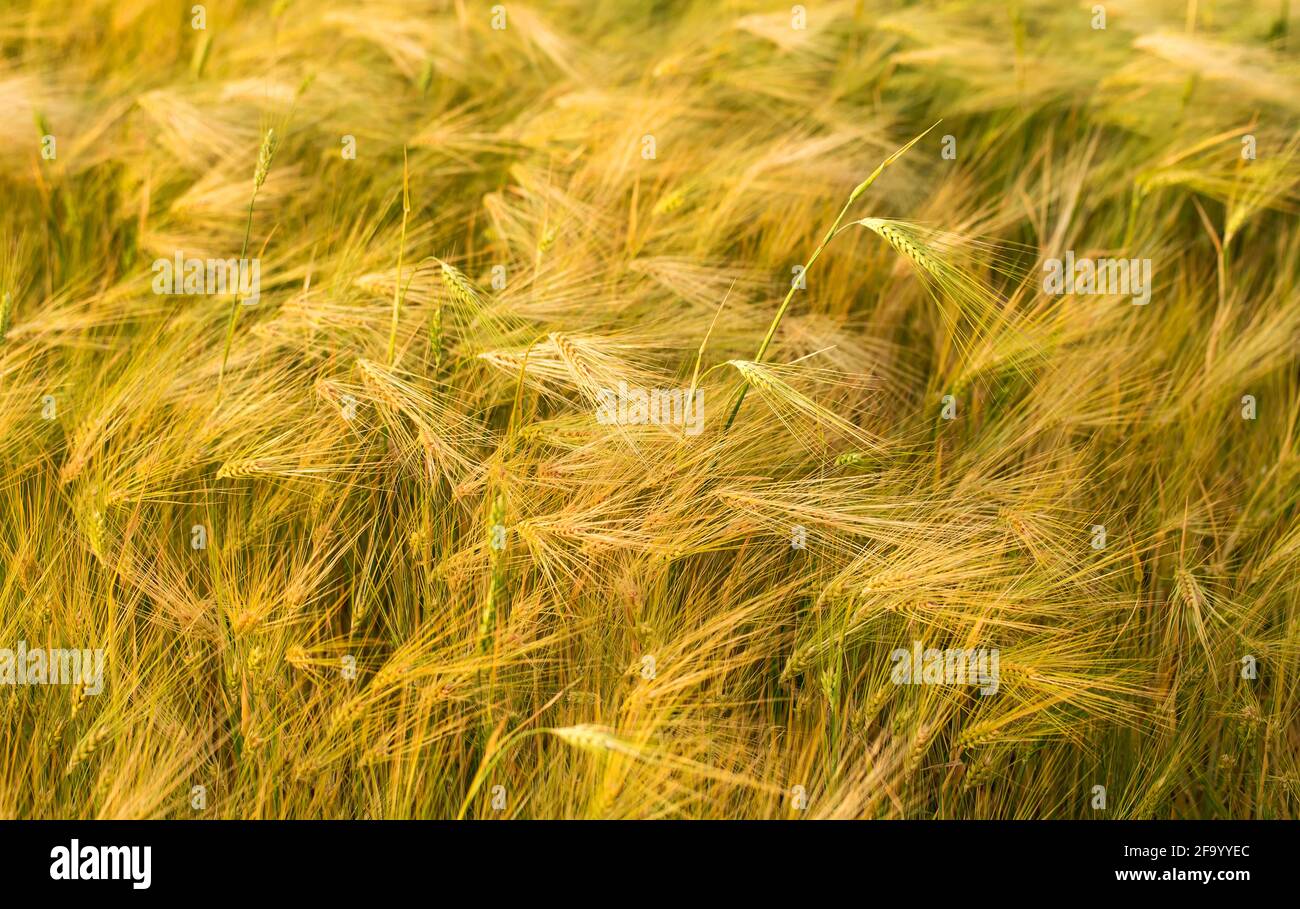 Ripening ears of yellow wheat field. Selective focus. Photo can be used ...