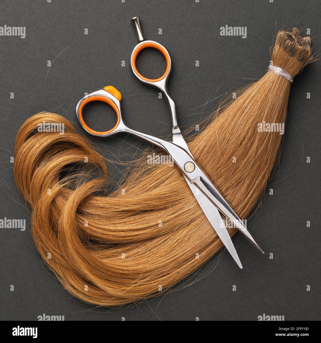 The cut strand of childrens female hair is light brown on a dark ...