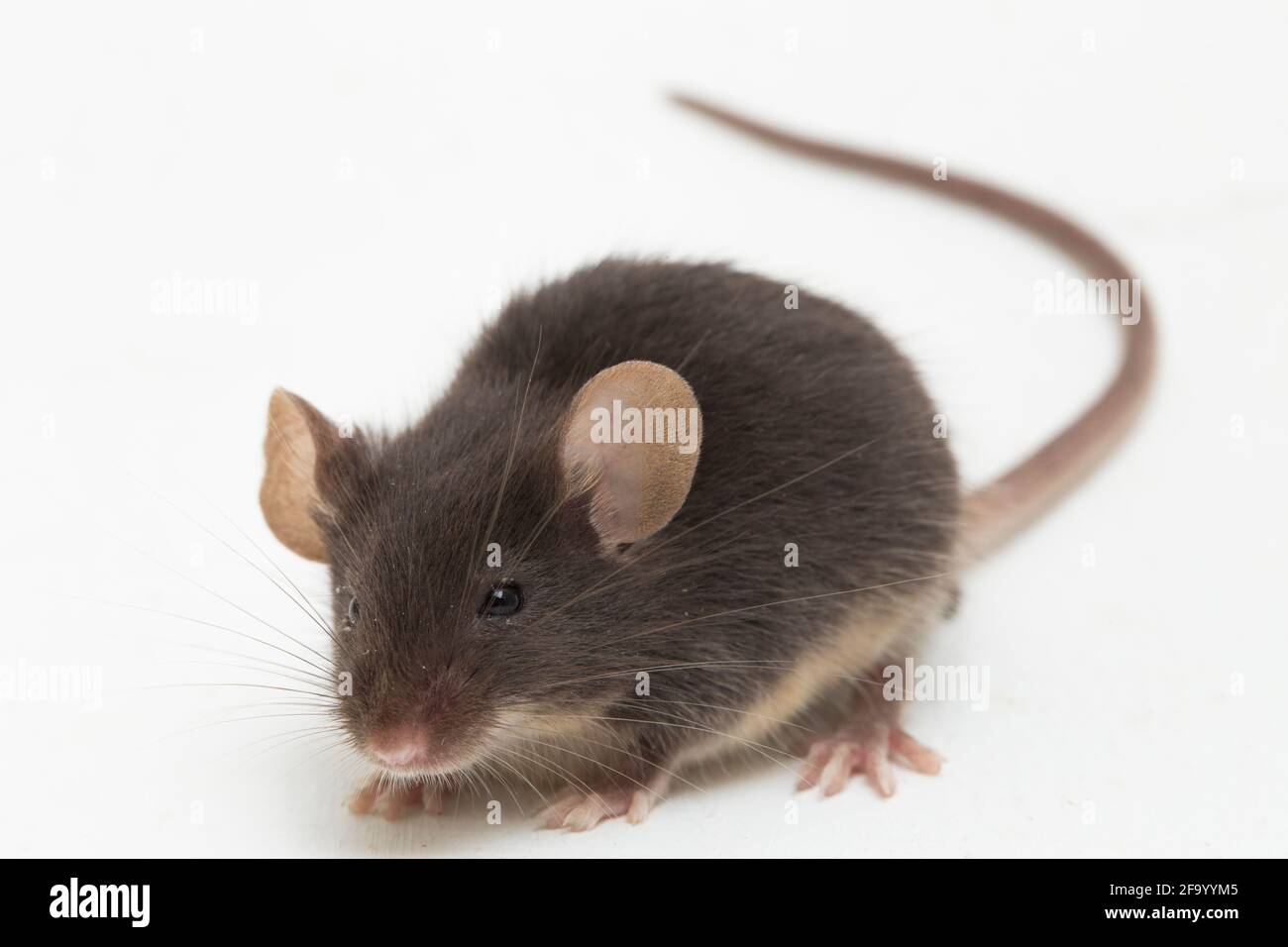Gray black common house mouse isolated on white background Stock Photo ...