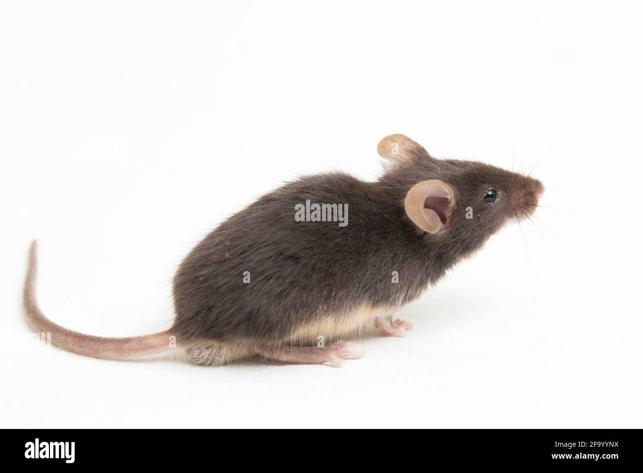 Gray black common house mouse isolated on white background Stock Photo ...