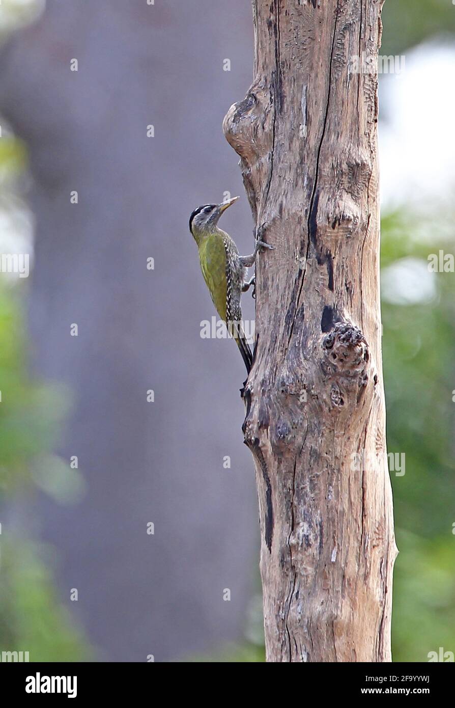 Picus xanthopygaeus hi-res stock photography and images - Alamy