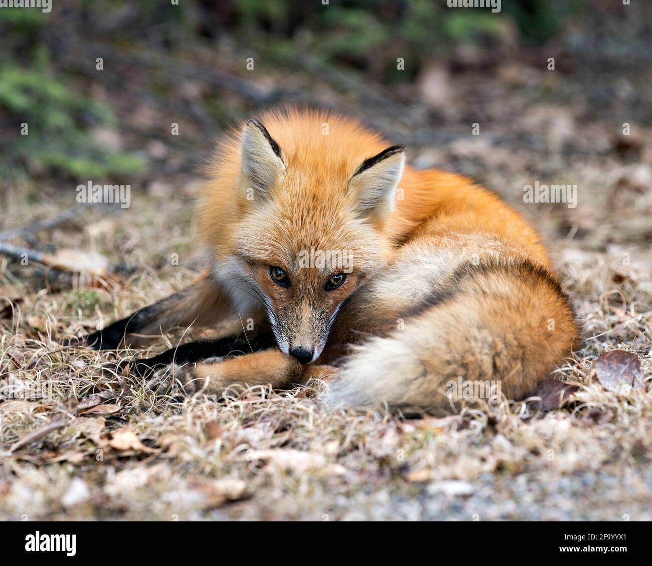 Red Fox close-up looking at camera in the spring season with blur ...