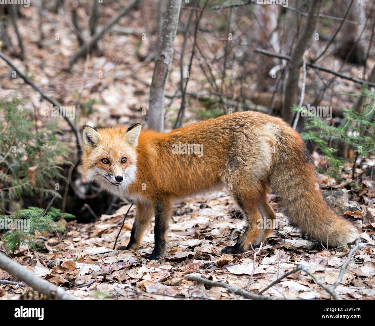 Red fox bushy tail picture hi-res stock photography and images - Alamy