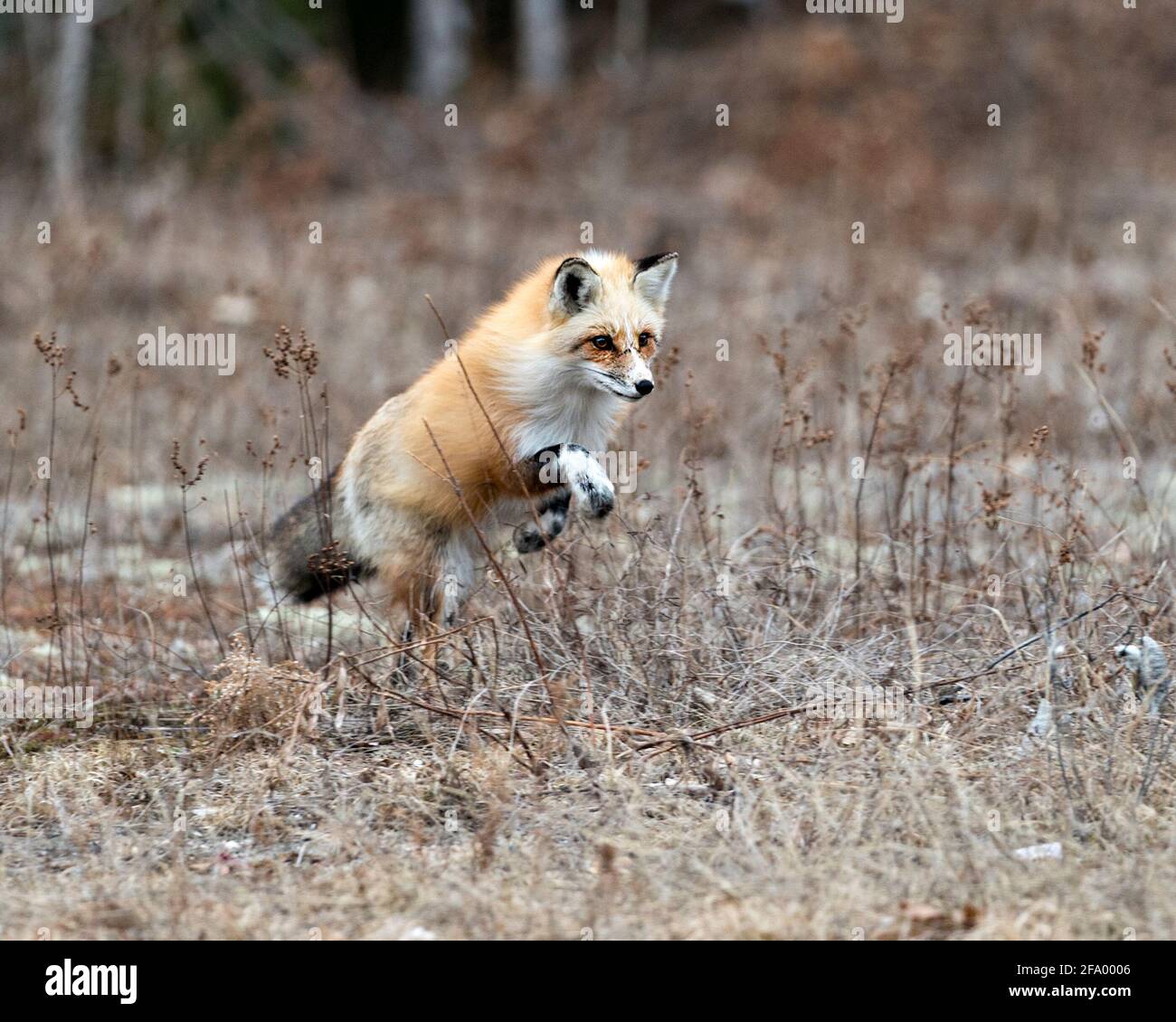 Red unique fox in the spring season running and foraging for food in ...