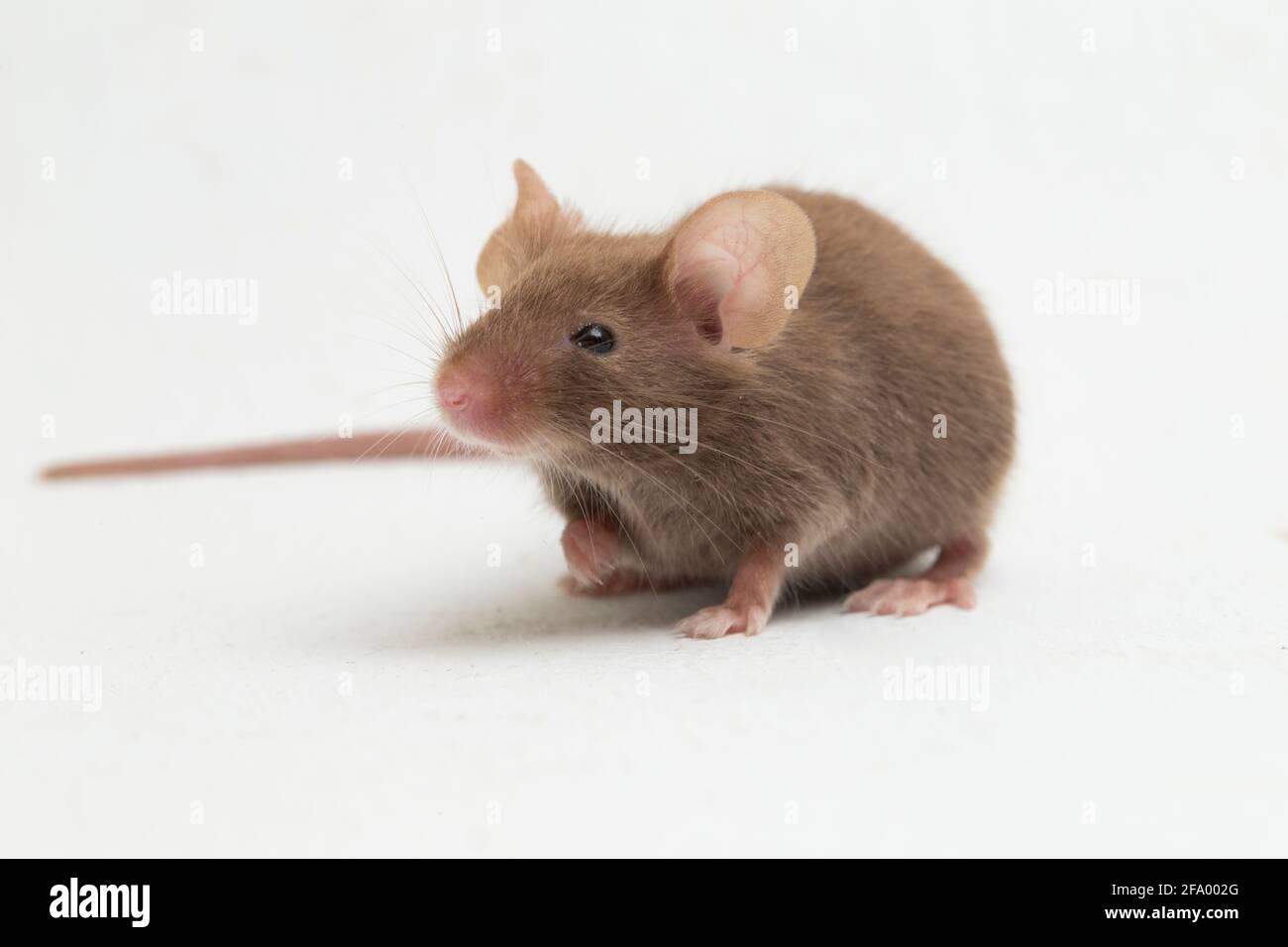 Gray black common house mouse isolated on white background Stock Photo ...