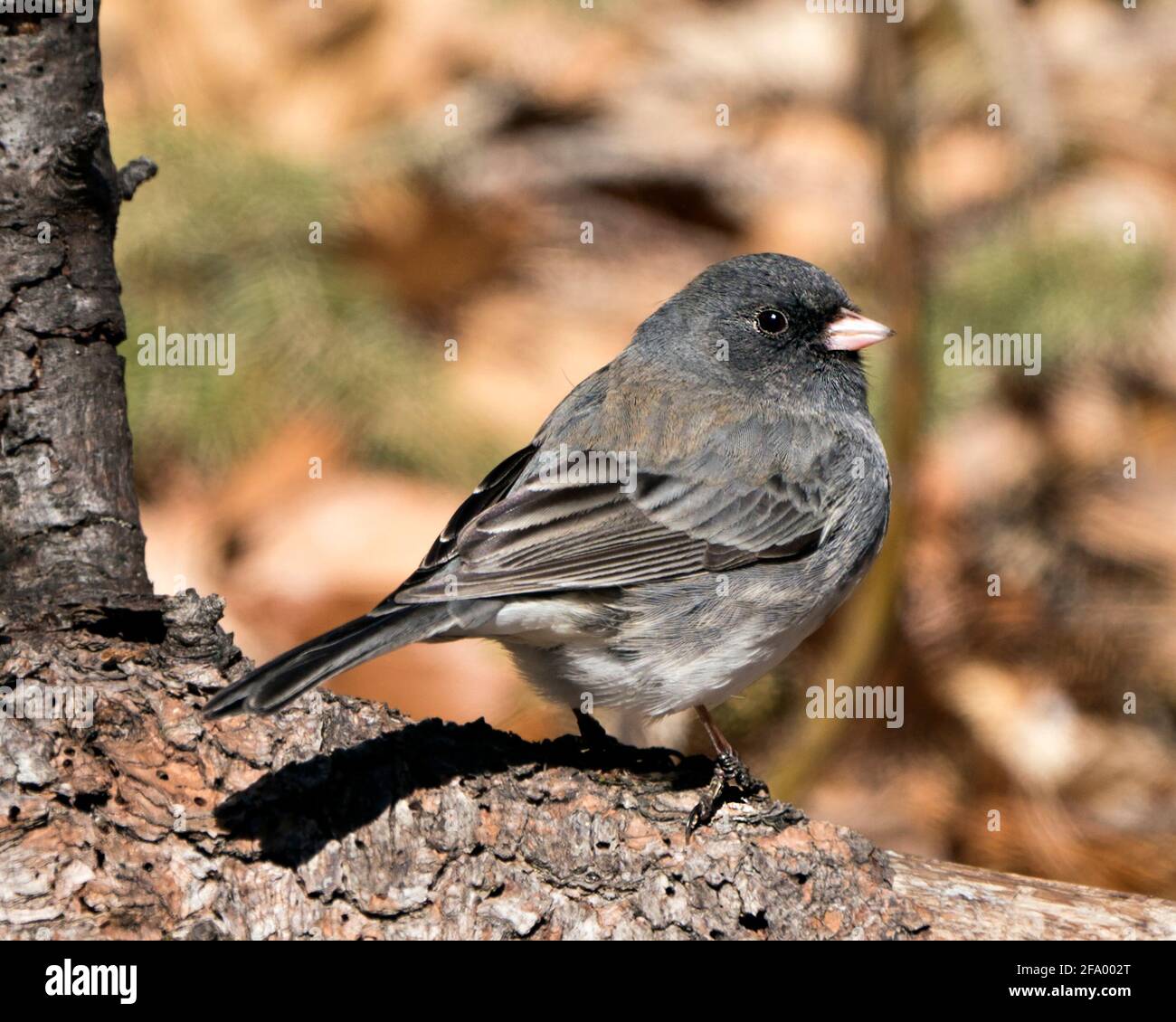 Junco bird perched on a branch displaying grey feather plumage, head ...