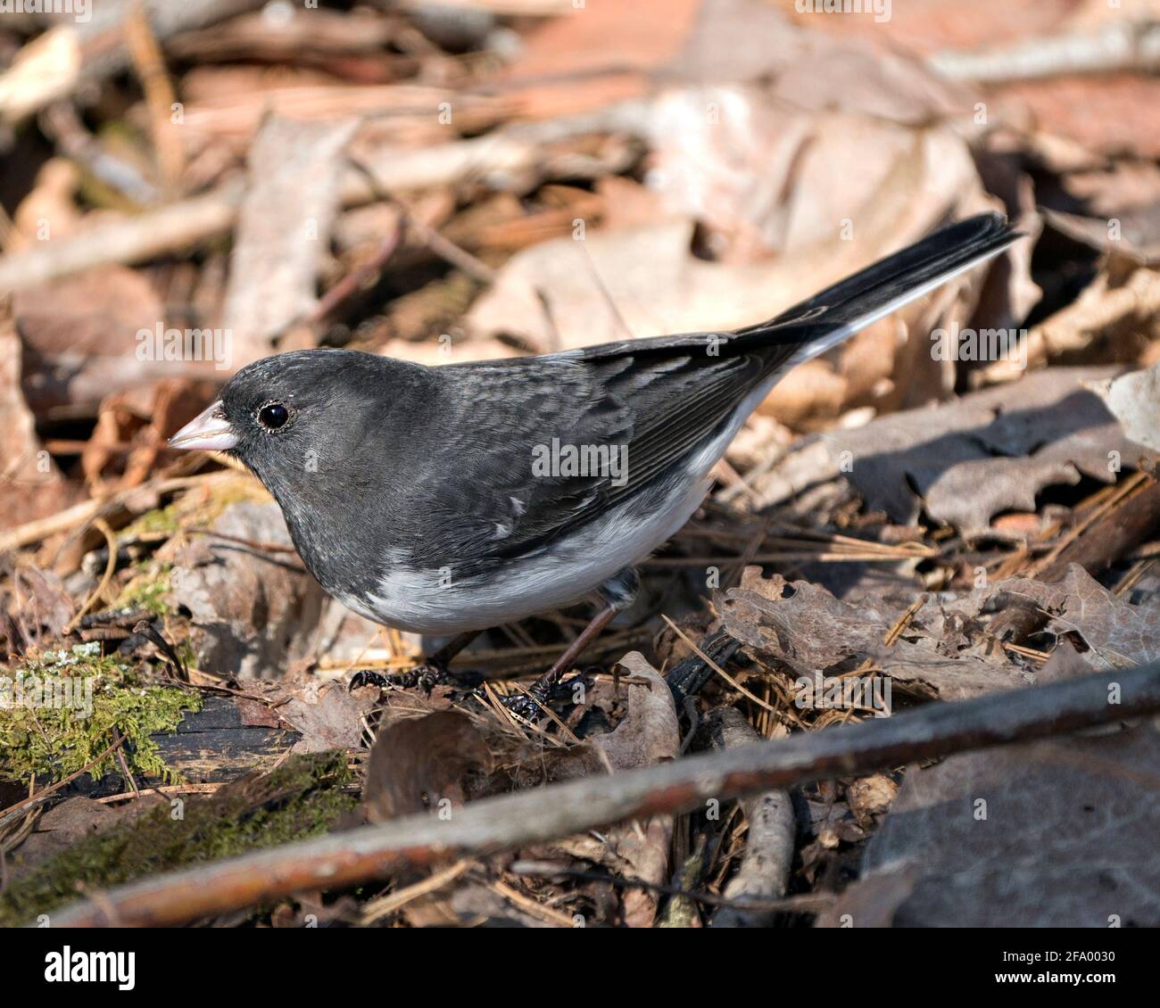 Junco bird standing on moss and brown leaves, displaying grey feather ...