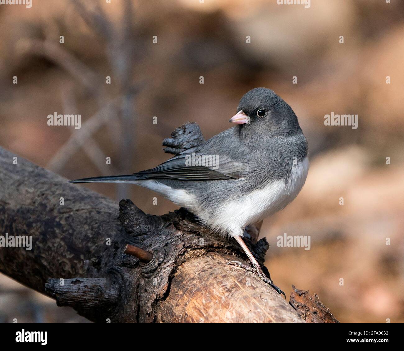 Junco bird hi-res stock photography and images - Alamy