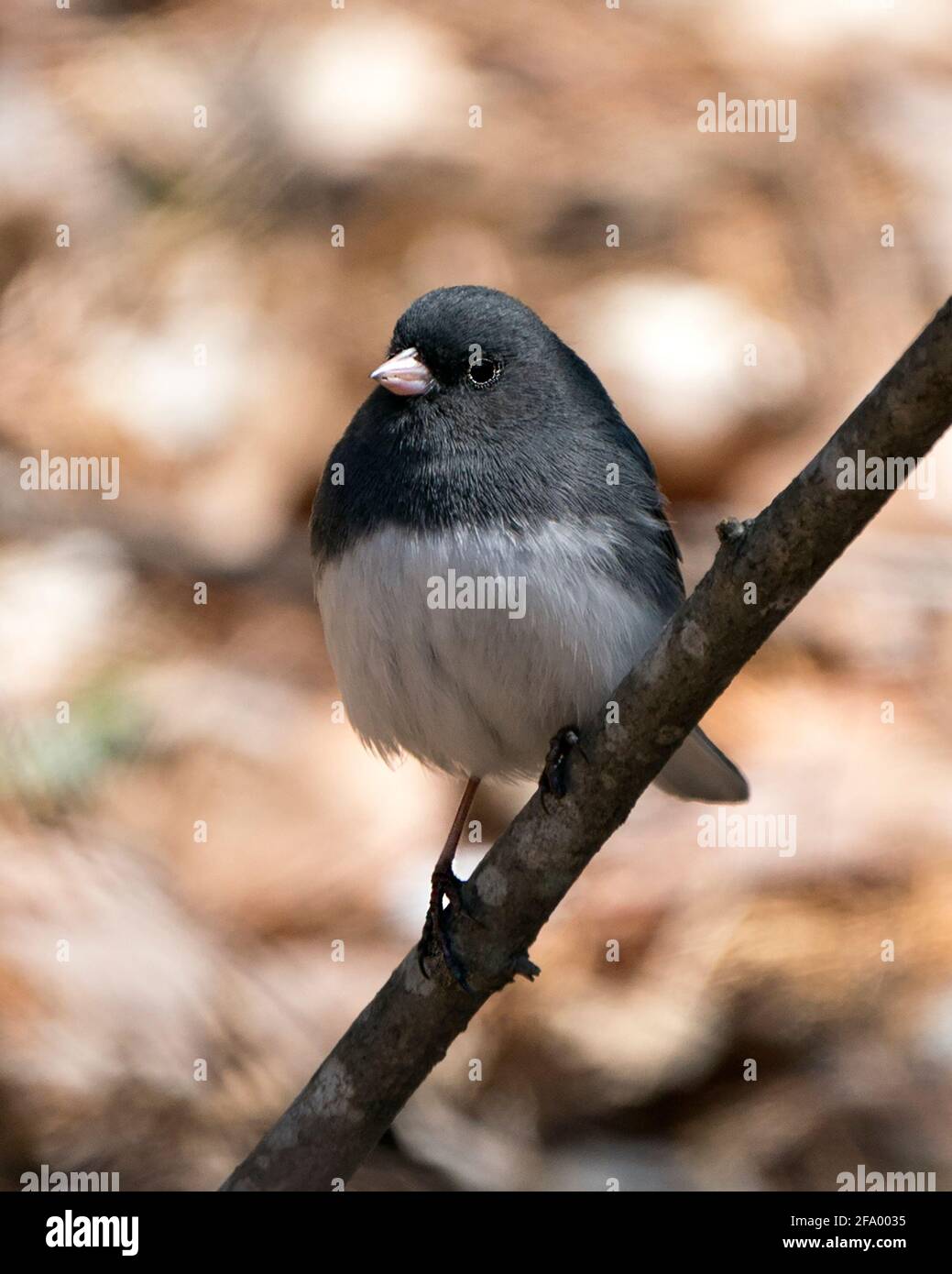 Junco education bird photo image hi-res stock photography and images ...