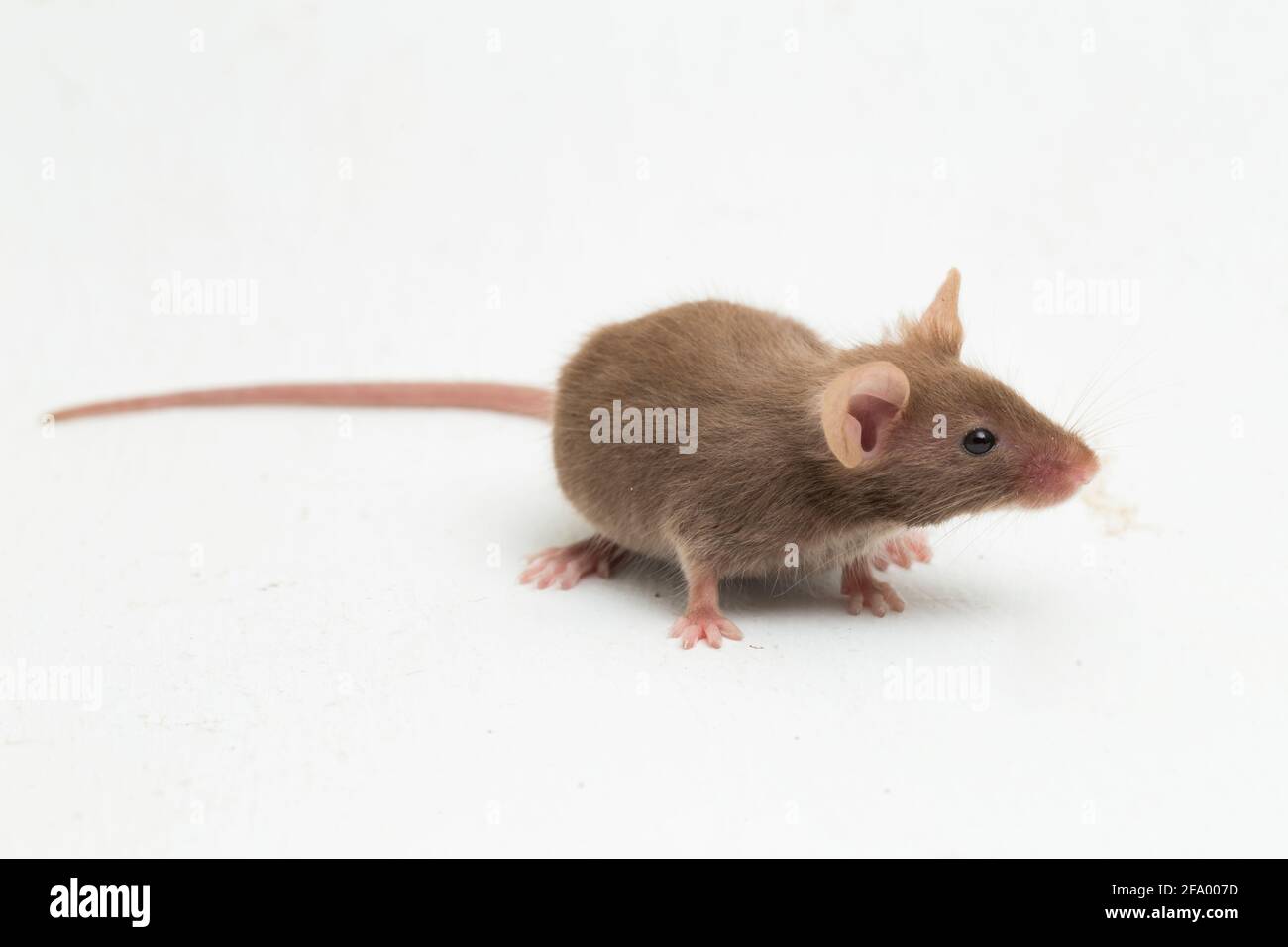 Gray black common house mouse isolated on white background Stock Photo ...