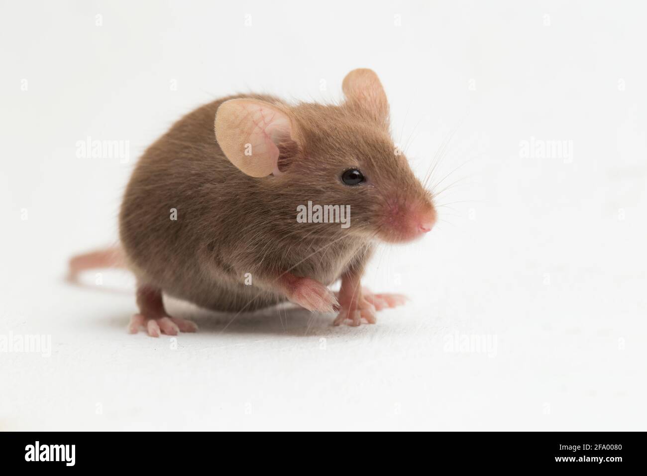 Gray black common house mouse isolated on white background Stock Photo ...