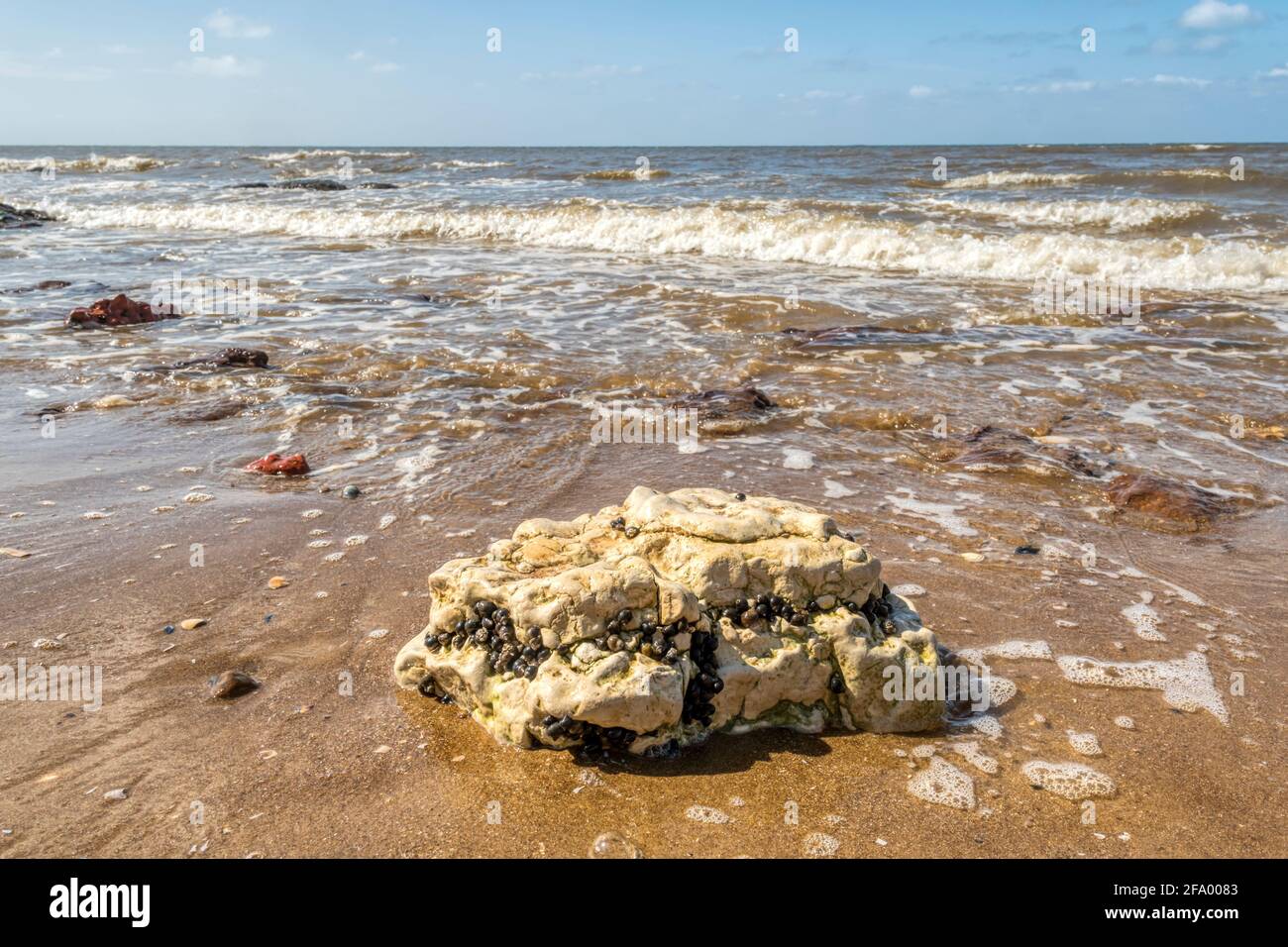 Whelks and winkles hi-res stock photography and images - Alamy