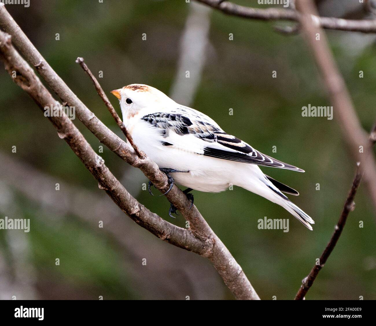 Bunting bird close-up rear view, perched on a tree branch with a blur ...
