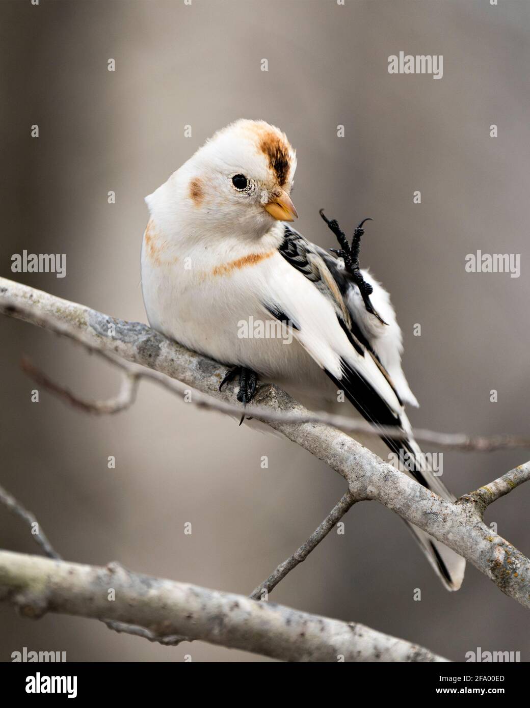 Bunting magazine bird photo hi-res stock photography and images - Alamy