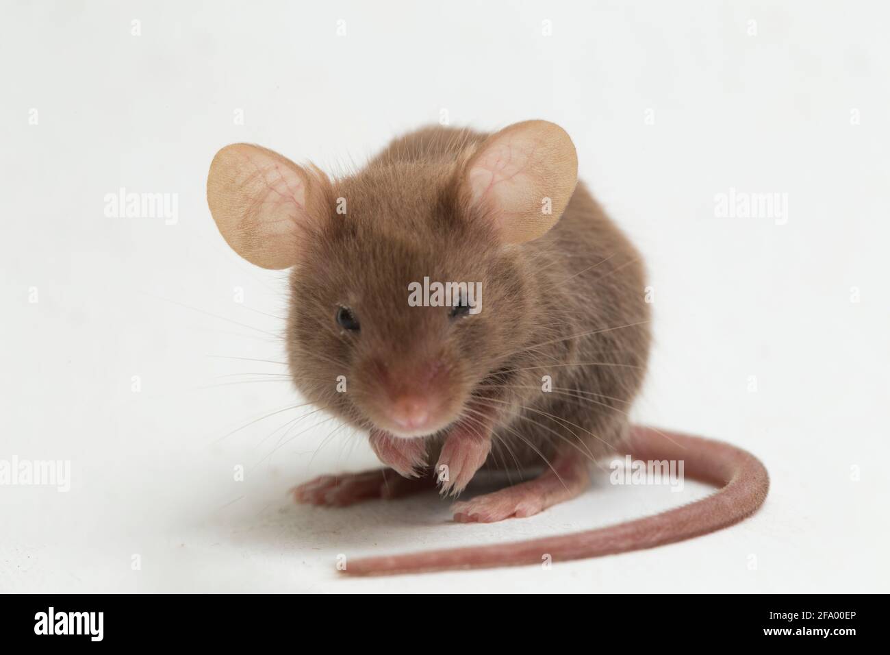 Gray black common house mouse isolated on white background Stock Photo ...