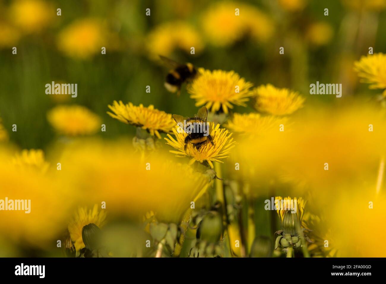 Heath Bumblebee (Bombus jonellus) collecting pollen from dandelions ...
