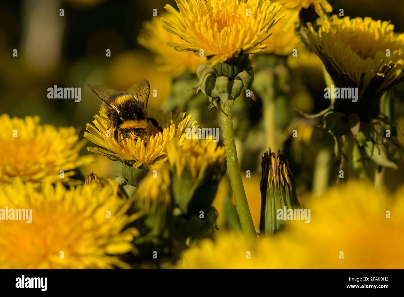 Heath Bumblebee (Bombus jonellus) collecting pollen from dandelions ...