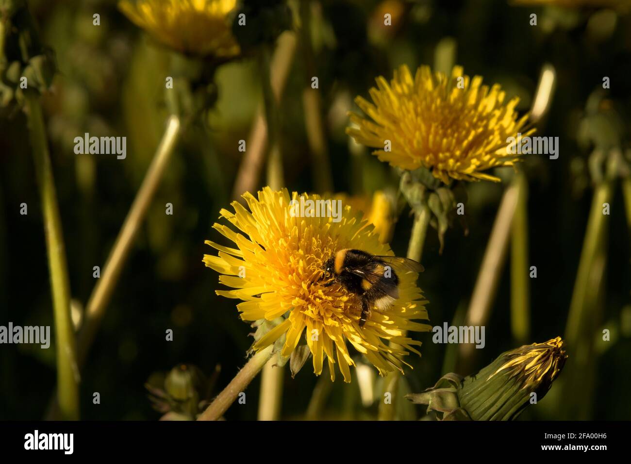Heath Bumblebee (Bombus jonellus) collecting pollen from dandelions ...