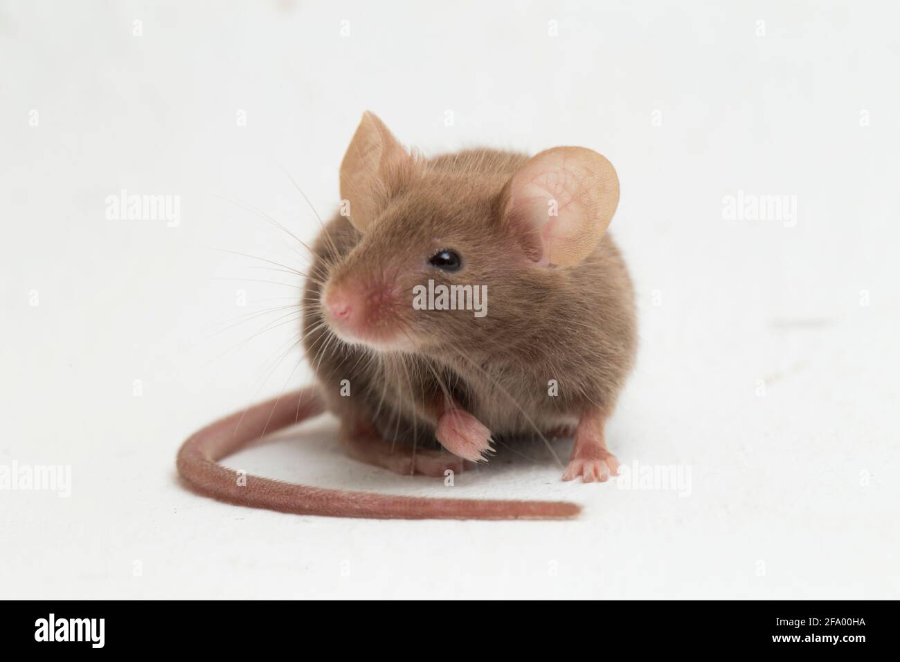 Gray black common house mouse isolated on white background Stock Photo ...